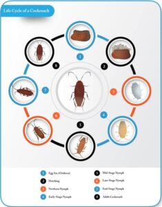 Cockroach Lifespan: How Long Does the Cockroach Live?