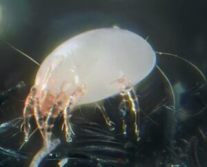 How to Know If You Have Dust Mites in Your Bed?