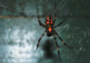 Itchy Spider Bites: What To Do?